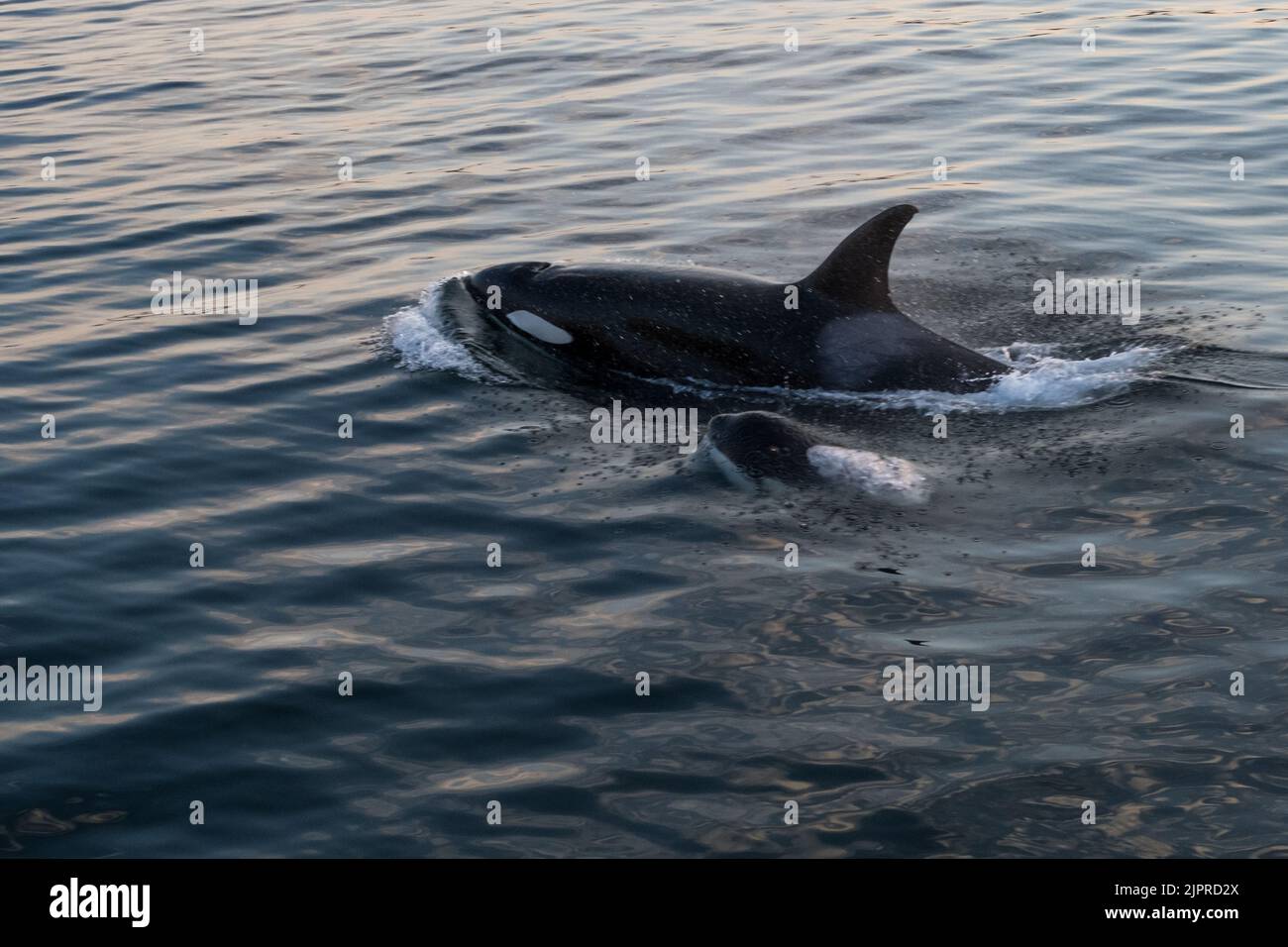 Seattle, USA. 19th Aug, 2022. A rare sighting of an Orca Pod off Pier ...