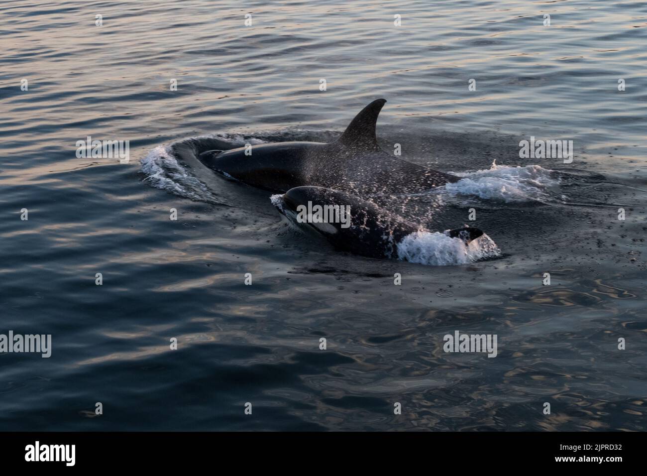 Colman dock ferry terminal hi-res stock photography and images - Alamy