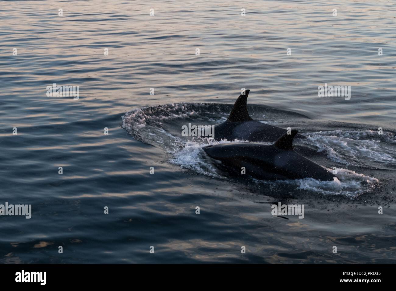 Seattle, USA. 19th Aug, 2022. A rare sighting of an Orca Pod off Pier ...