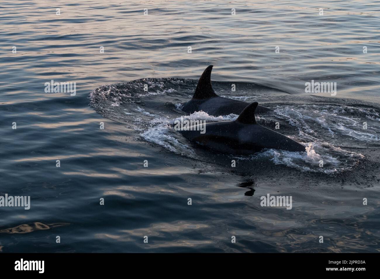 Seattle, USA. 19th Aug, 2022. A rare sighting of an Orca Pod off Pier ...