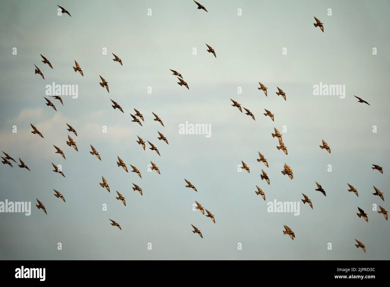 Bird flock of many animals. In front of cyan blue sky with dense clouds ...