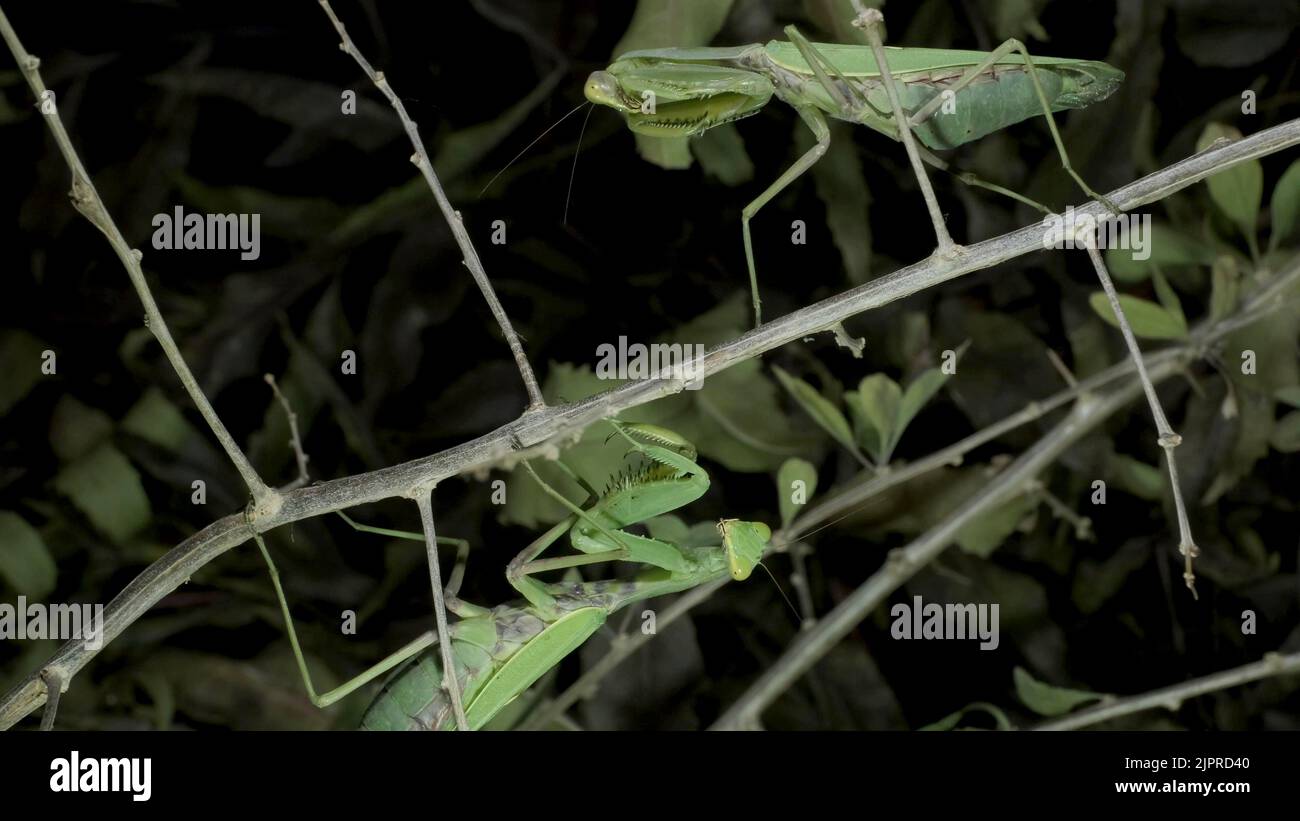 Two mantises met on the same branch. Close up of mantis Stock Photo - Alamy