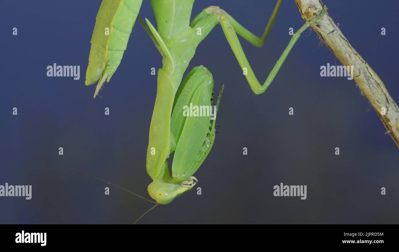 Close-up of green praying mantis sitting on bush branchon and washing ...