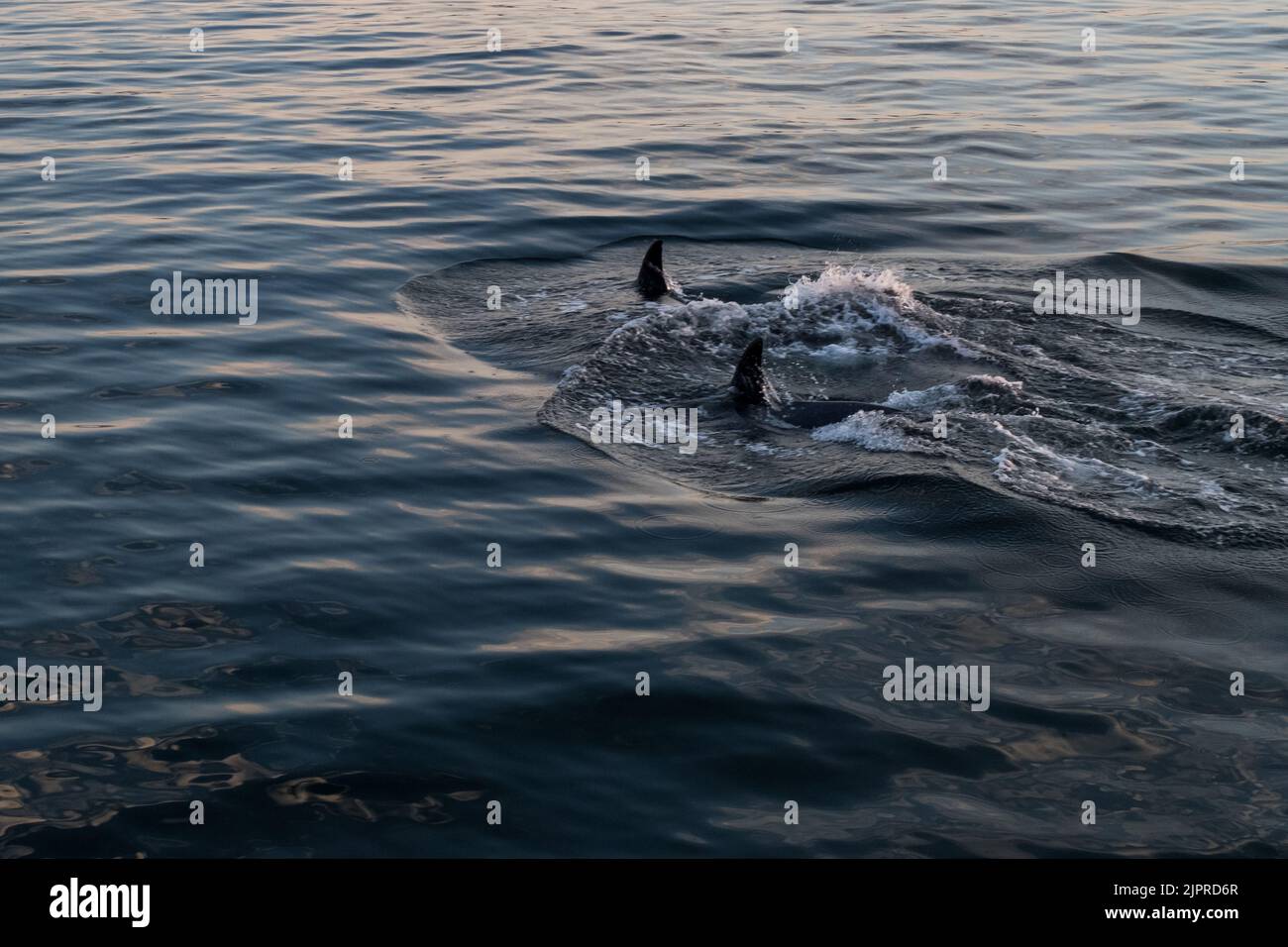 Seattle, USA. 19th Aug, 2022. A rare sighting of an Orca Pod off Pier ...