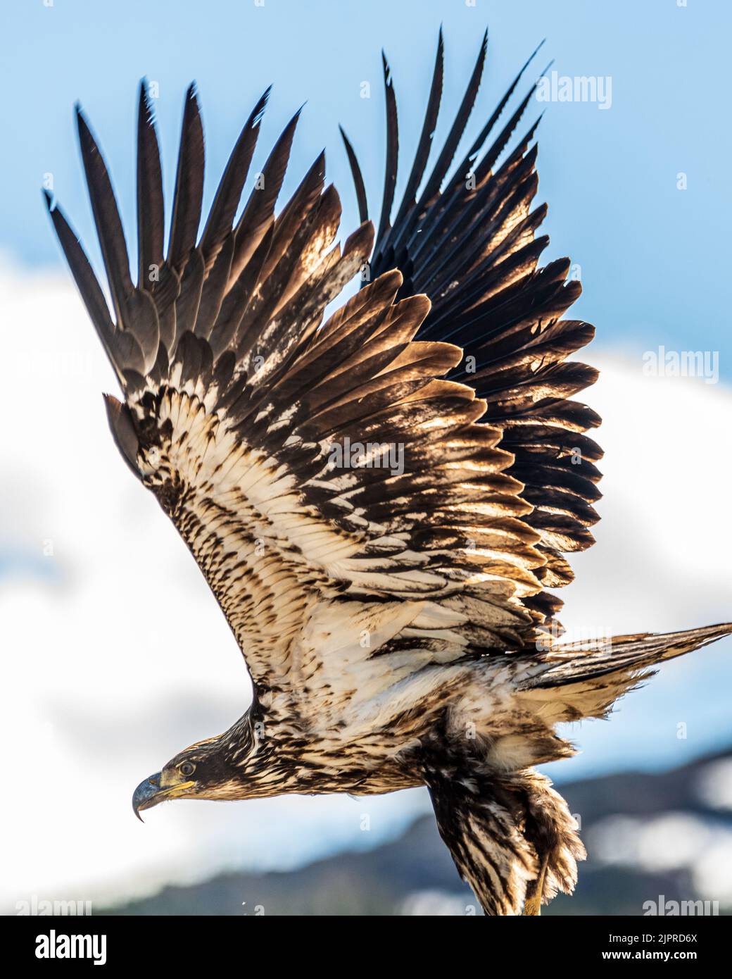Wild young, juvenile bald eagle seen flying in the wilderness area of ...
