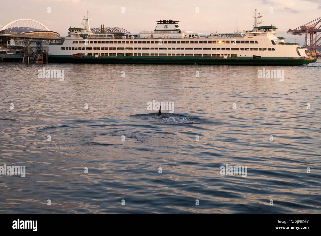 Seattle, USA. 19th Aug, 2022. A rare sighting of an Orca Pod off Pier ...