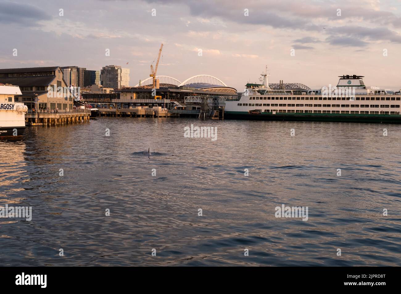 Seattle, USA. 19th Aug, 2022. A rare sighting of an Orca Pod off Pier ...