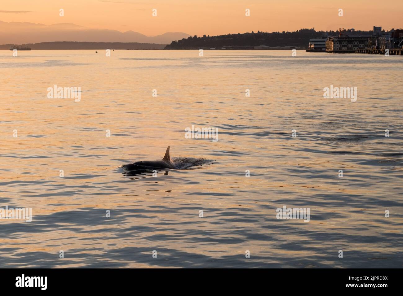 Seattle, USA. 19th Aug, 2022. A rare sighting of an Orca Pod off Pier ...