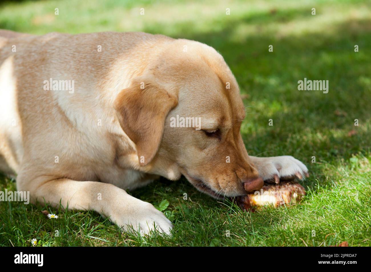 Labrador retriever, female, close-up, eating dog doughnut in shade in a ...