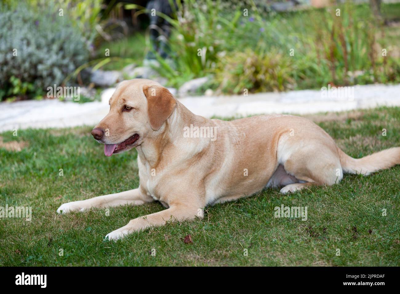 Labrador retriever, female, lying in a meadow in the shade, full body ...