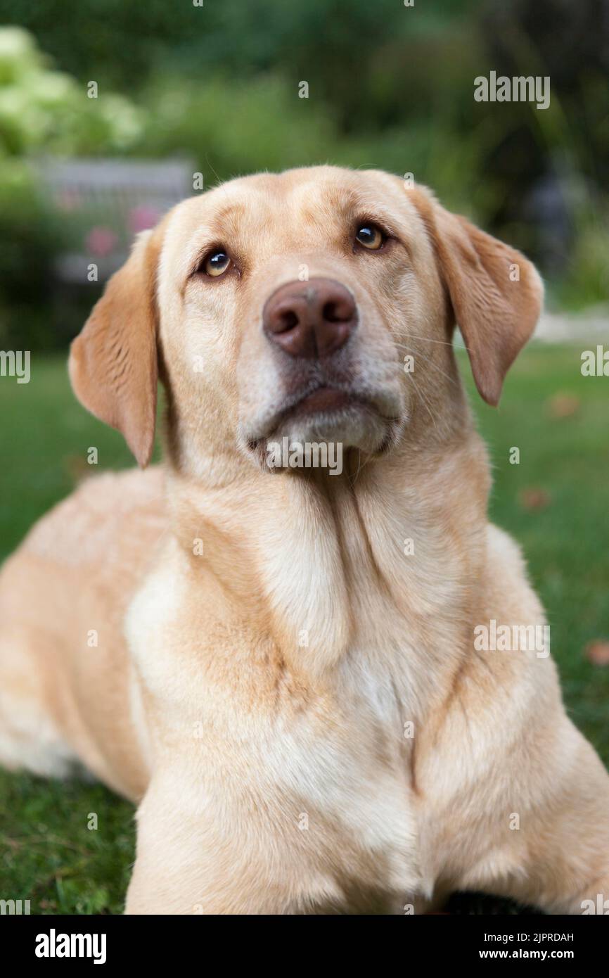 Labrador retriever, female, close-up, eats dog doughnut in shade in a ...