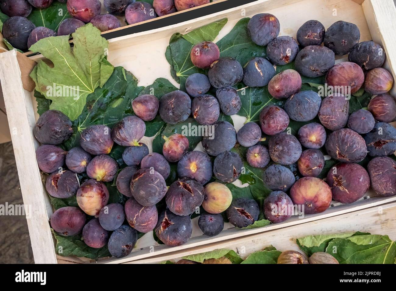 Fig plant in container hi-res stock photography and images - Alamy