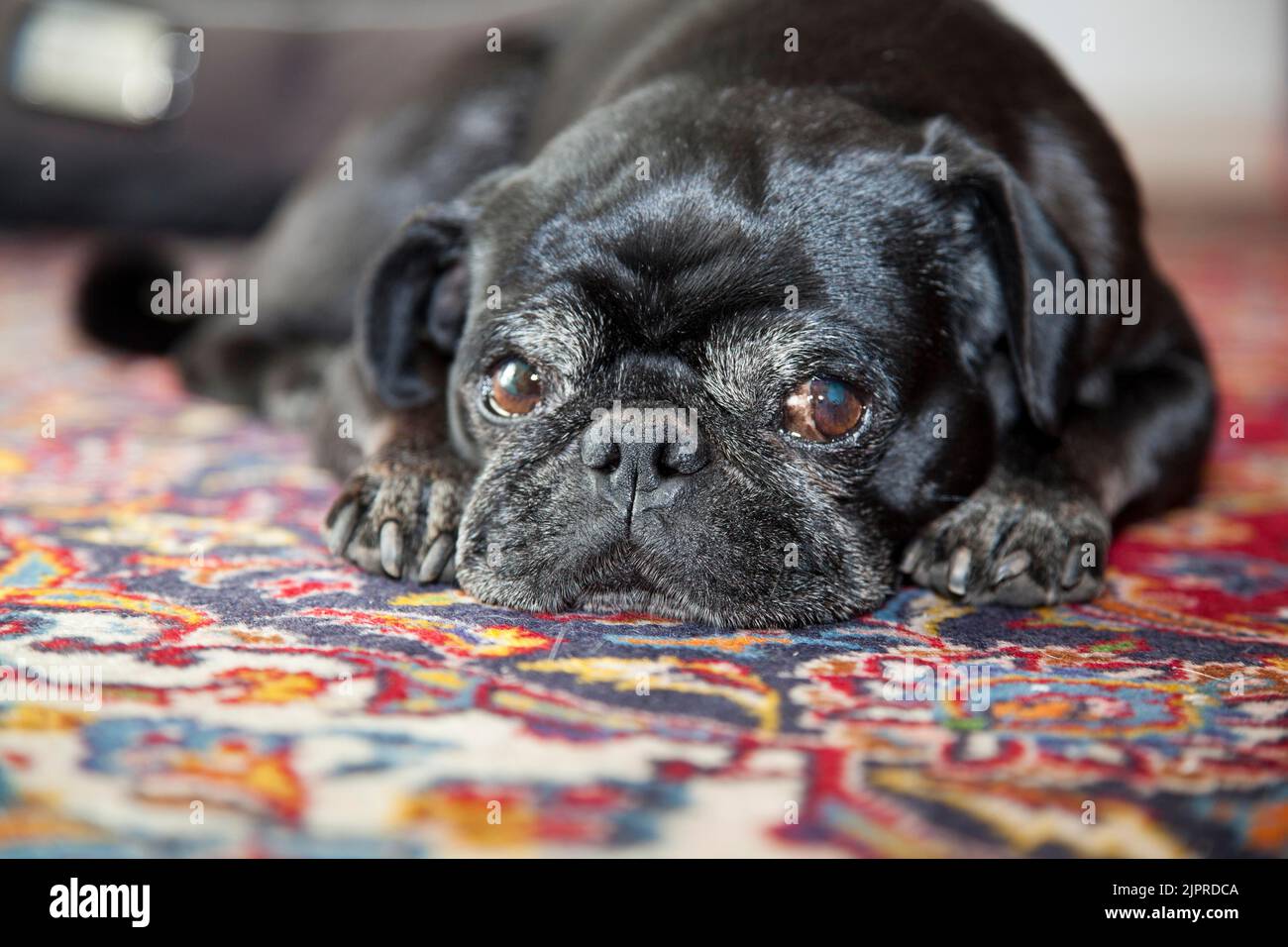Pug face portrait hi-res stock photography and images - Alamy