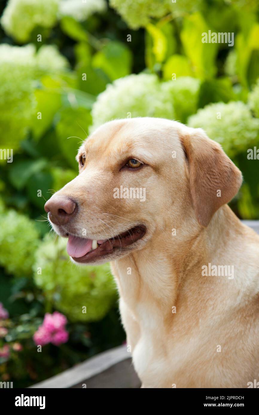Labrador retriever, female, in front of hydrangea bush, portrait ...
