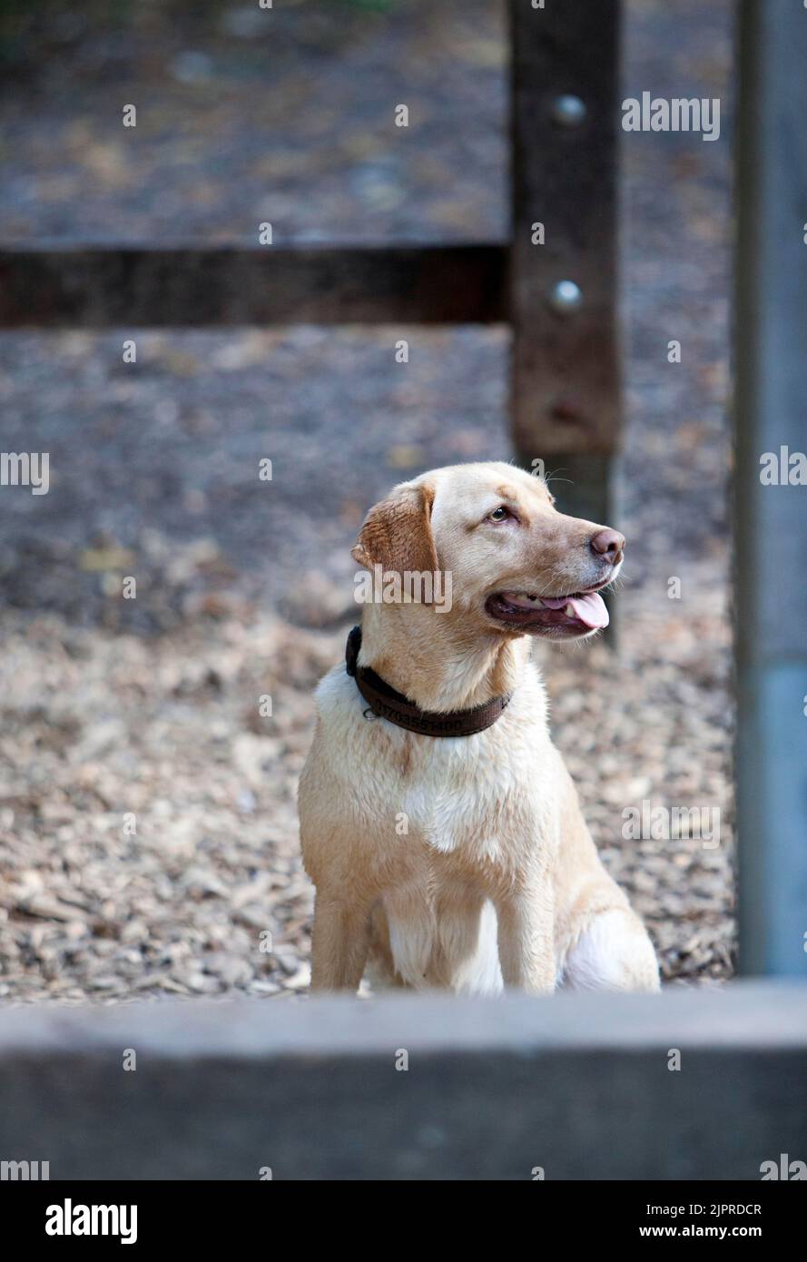 Female labrador retriever hi-res stock photography and images - Alamy