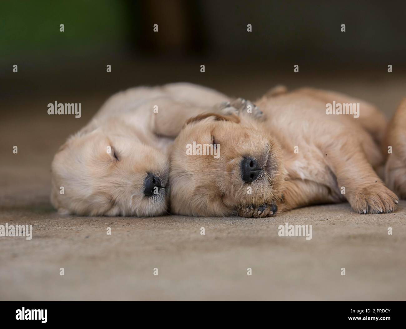 Three-week-old Golden Retriever puppies (Canoidea), Thailand Stock ...