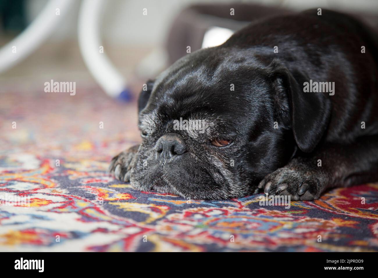 Pug face portrait hi-res stock photography and images - Alamy