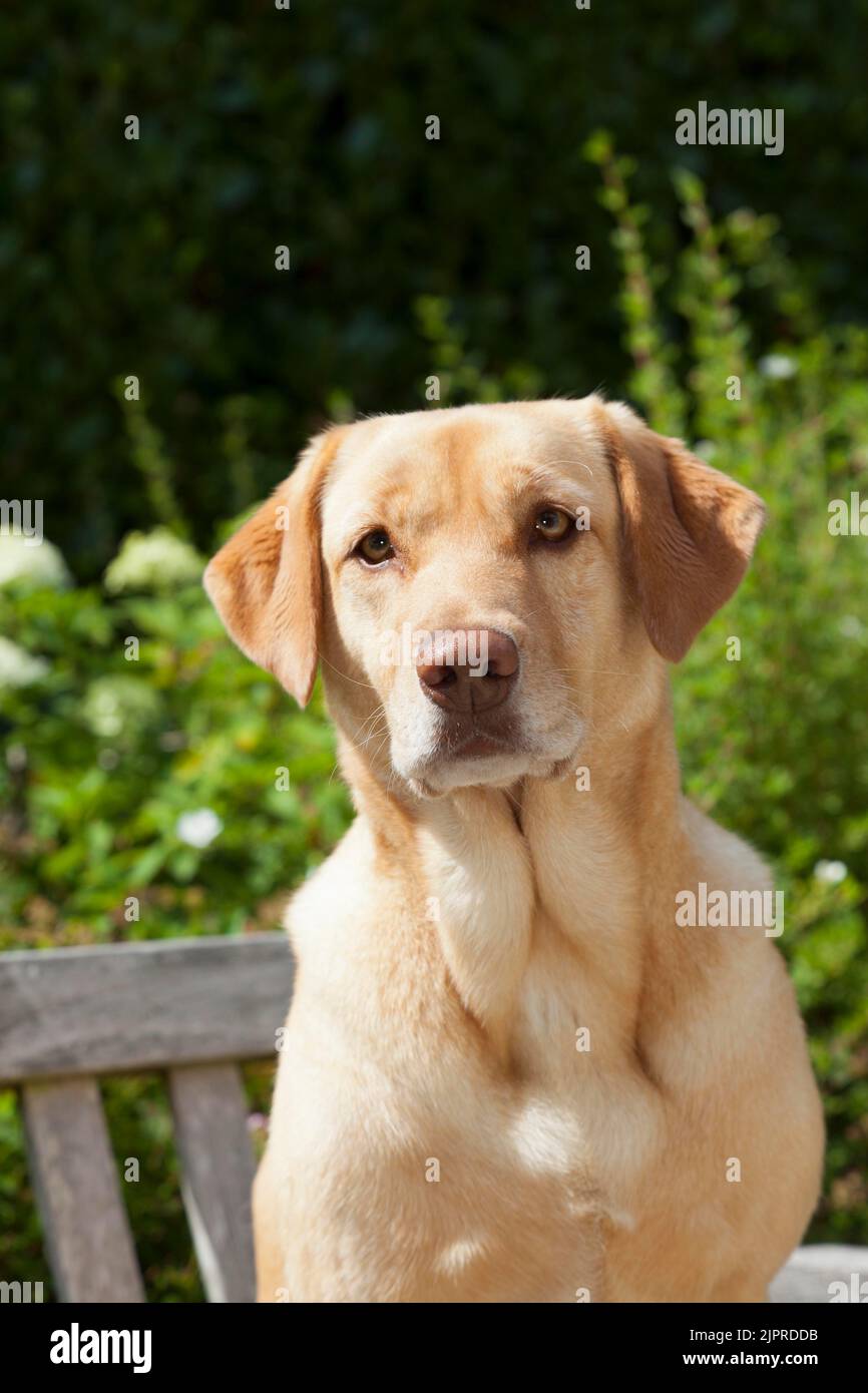 Labrador retriever, female, on park bench, sideways, portrait Stock ...
