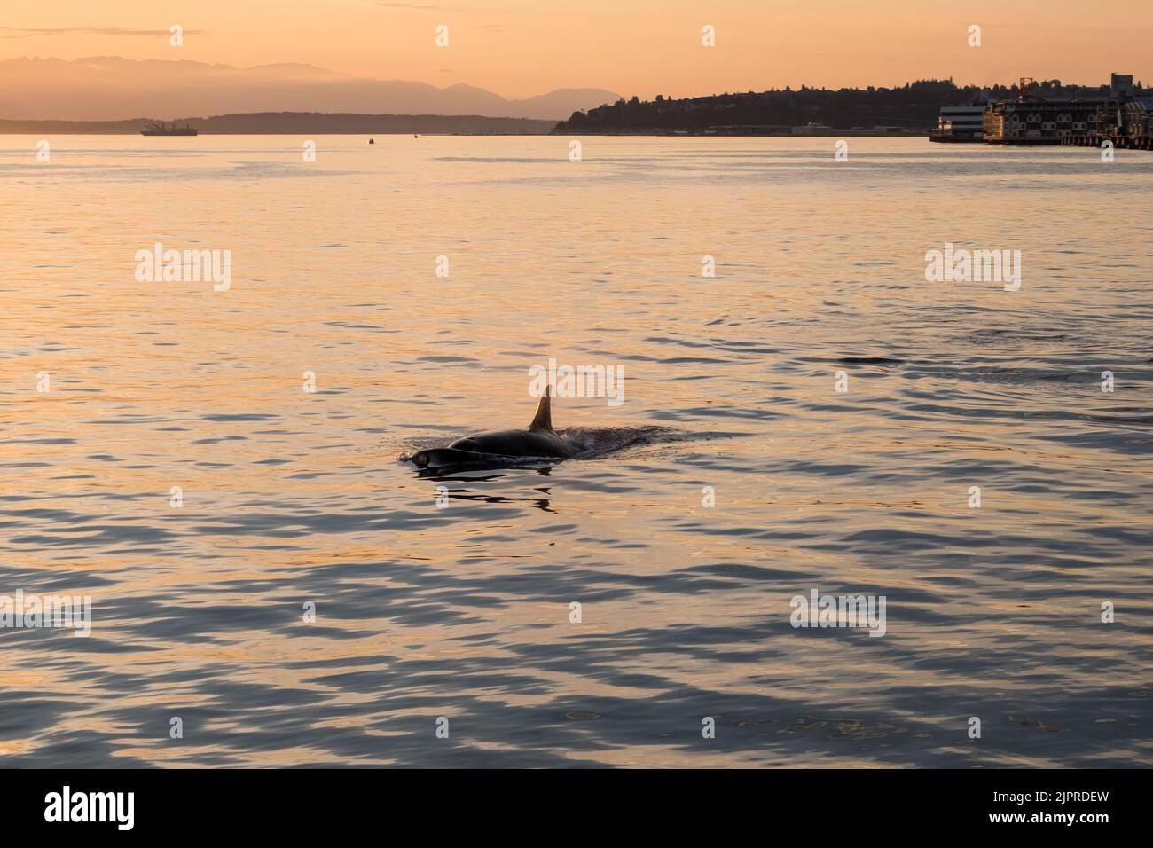 Seattle, USA. 19th Aug, 2022. A rare sighting of an Orca Pod off Pier ...