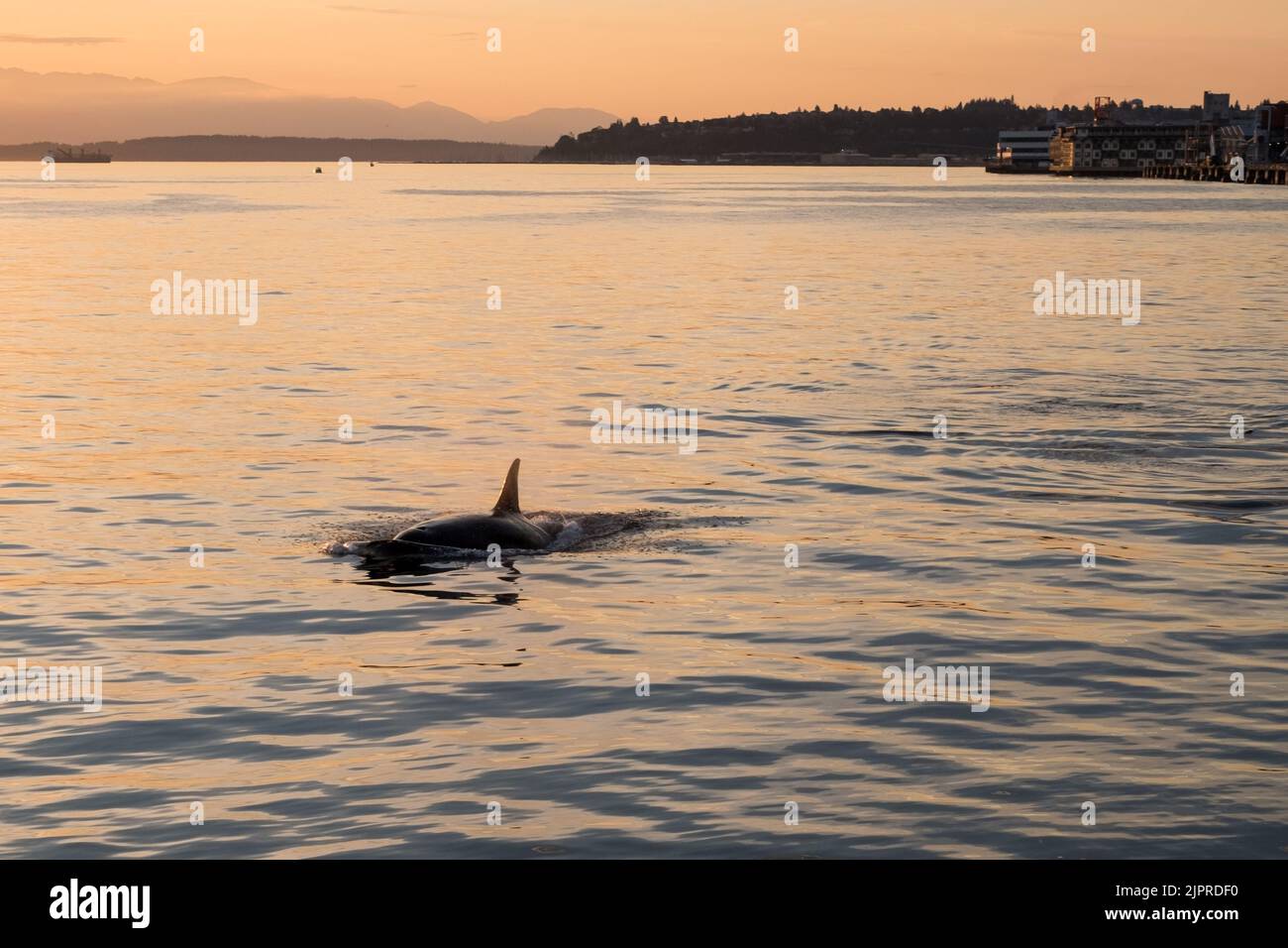 Seattle, USA. 19th Aug, 2022. A rare sighting of an Orca Pod off Pier ...