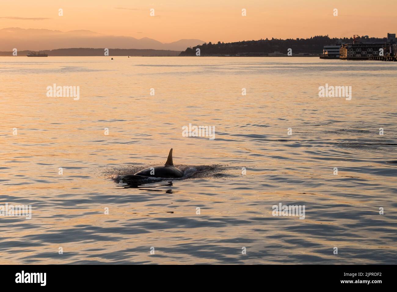 Seattle, USA. 19th Aug, 2022. A rare sighting of an Orca Pod off Pier ...