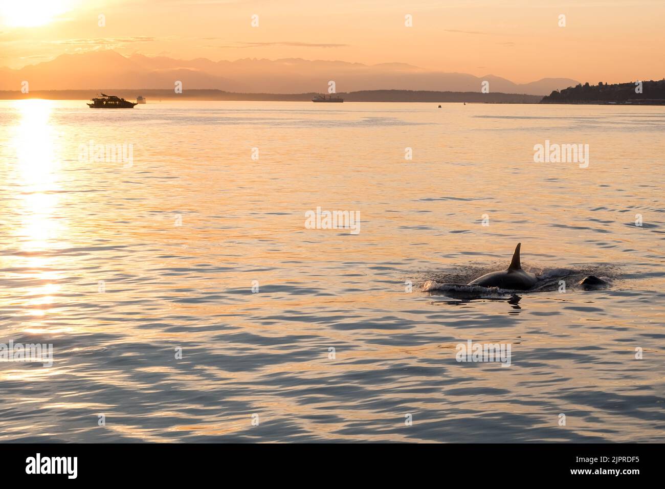 Seattle, USA. 19th Aug, 2022. A rare sighting of an Orca Pod off Pier ...