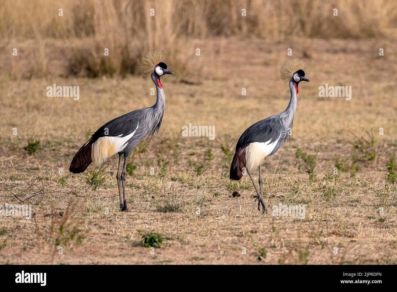 Black crowned crane (Balearica pavonina), cock and hen doing a mating ...