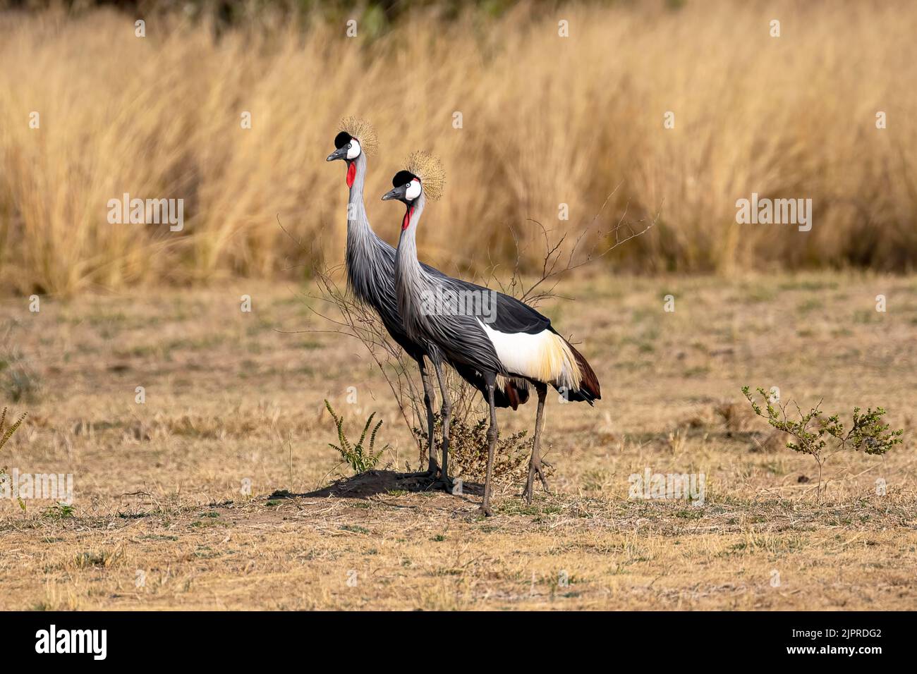 Black crowned crane (Balearica pavonina), cock and hen doing a mating ...