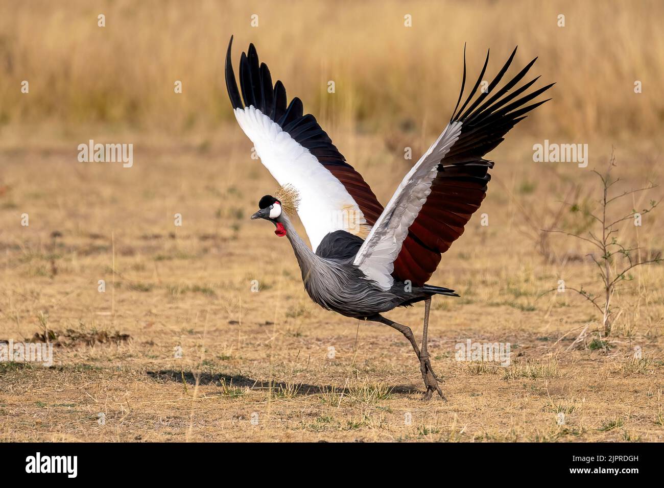 Black crowned crane (Balearica pavonina), bird taking off, take off ...
