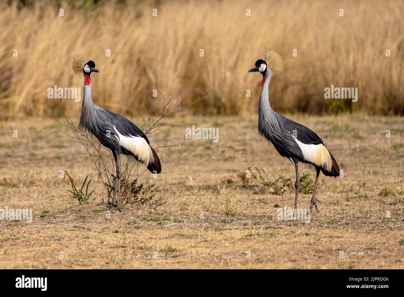 Black crowned crane (Balearica pavonina), cock and hen doing a mating ...