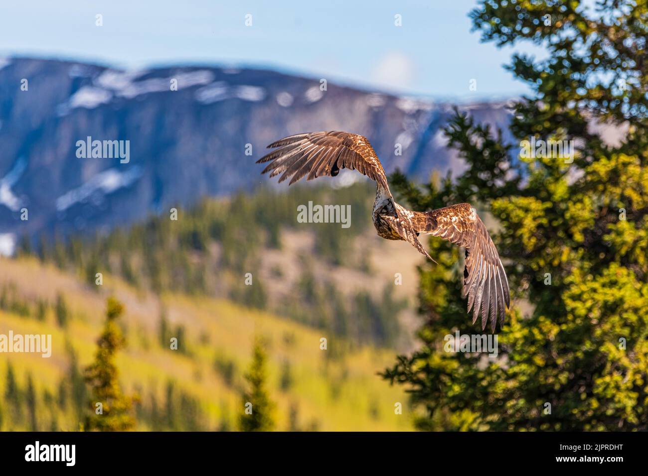Wild young, juvenile bald eagle seen flying in the wilderness area of ...