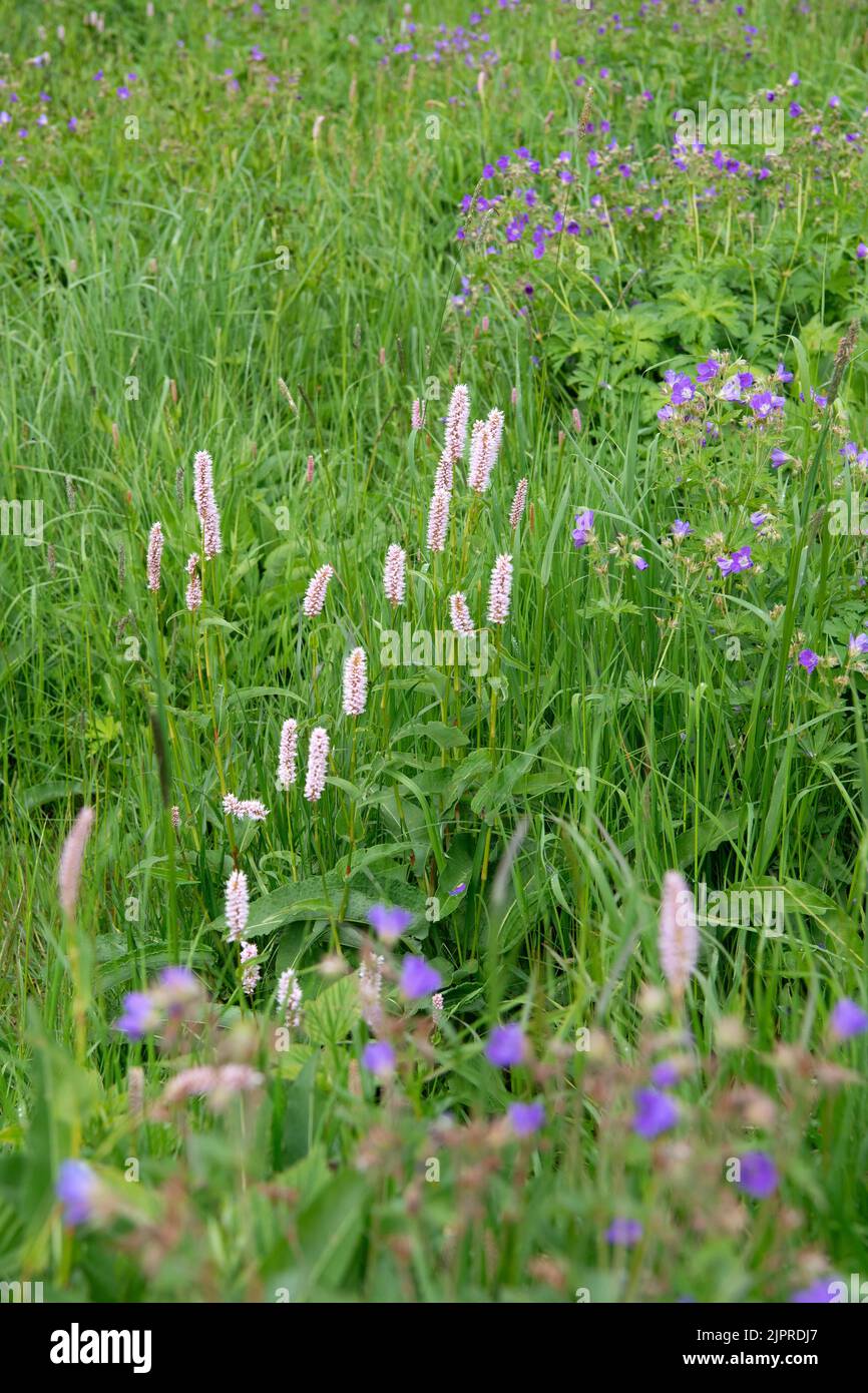 Wood cranesbill (Geranium sylvaticum), flowering together with meadow ...