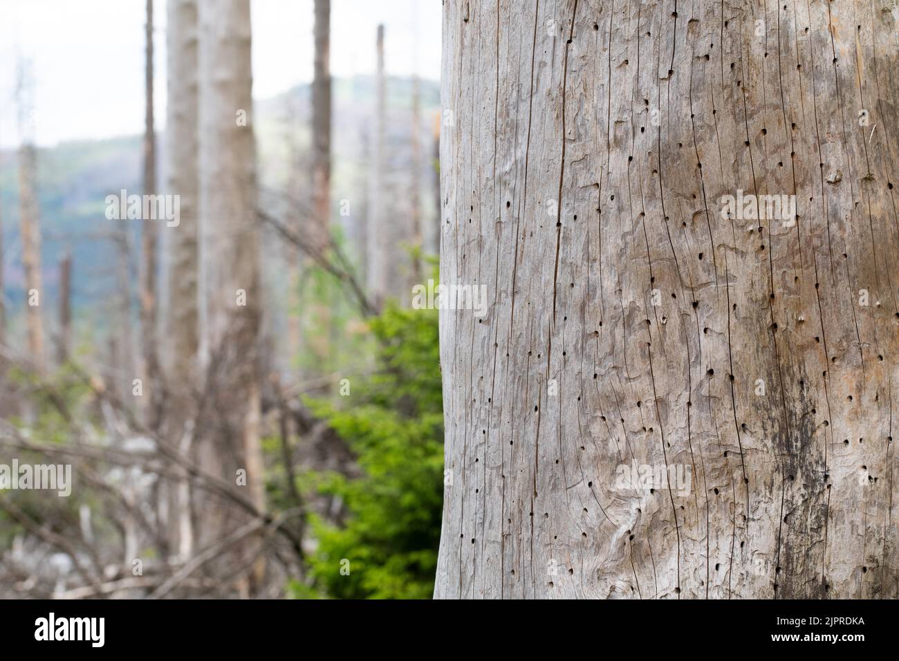 Deadwood, deadwood trunk colonised by insects, Harz National Park ...