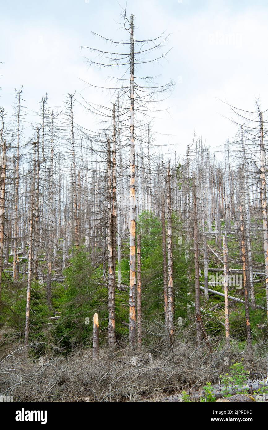 Spruce monoculture, standing dead spruces after bark beetle infestation ...