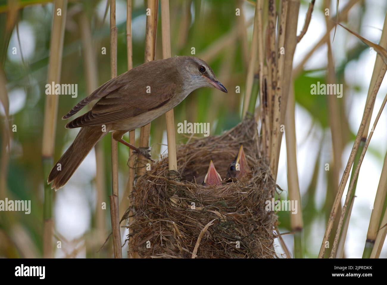 Great reed warbler (Acrocephalus arundinaceus) at the nest with young ...