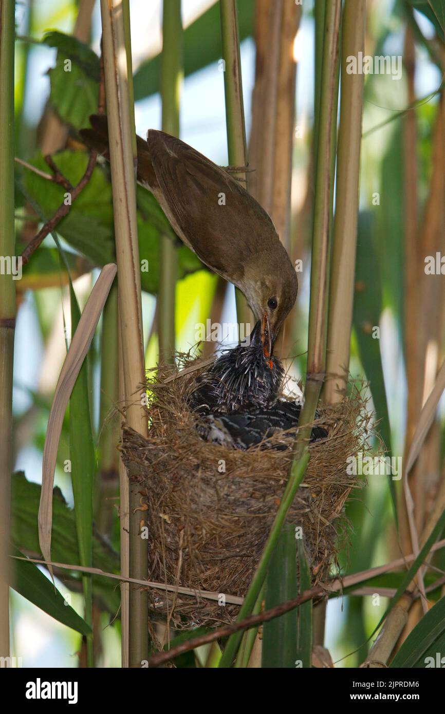 Reed warbler (Acrocephalus scirpaceus) feeding young common cuckoo ...