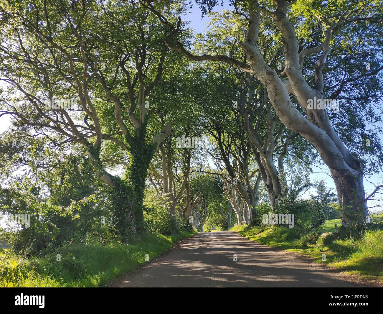 Dark Hedges, filming location of Game Of Thrones, Northern Ireland ...