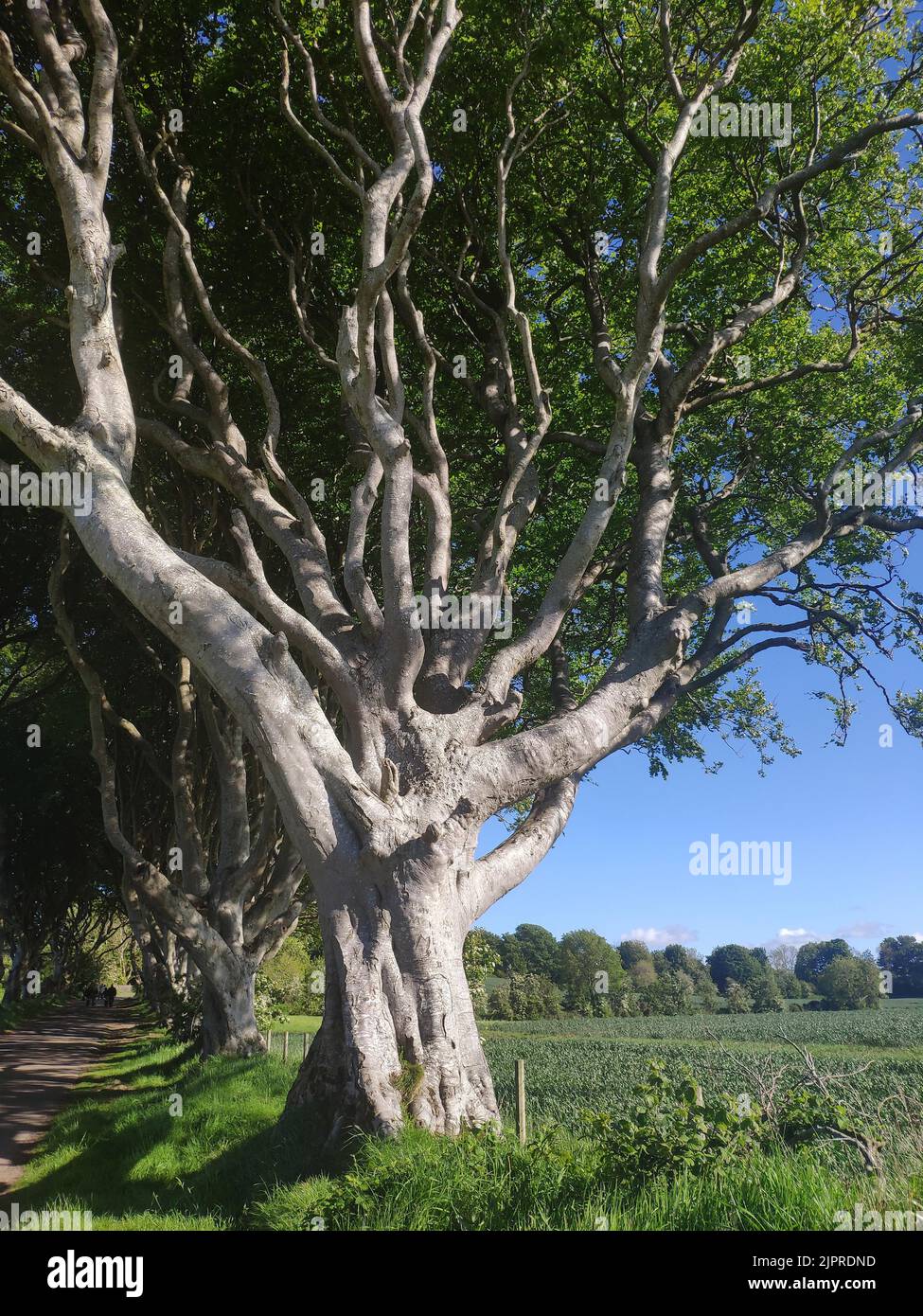 Dark Hedges, filming location of Game Of Thrones, Northern Ireland ...