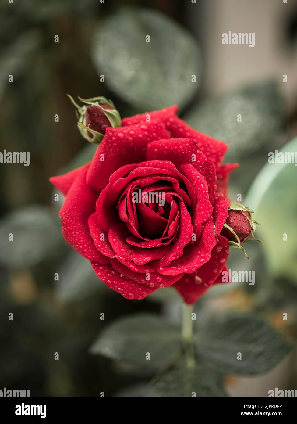 Ulm germany detail view hi-res stock photography and images - Alamy