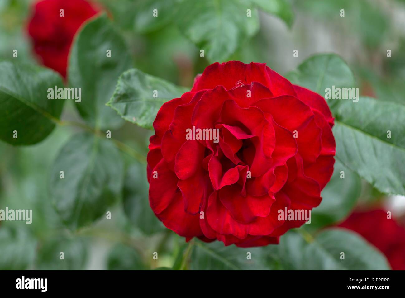 Red shrub rose (Rosa), Bavaria, Germany Stock Photo - Alamy