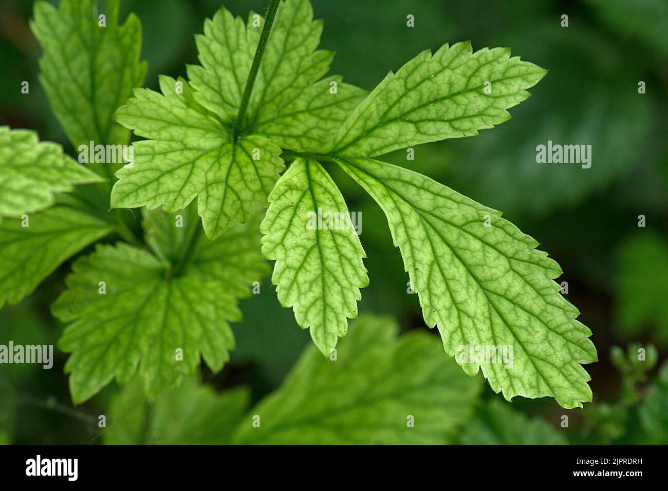 Structure of a young tree leaf, Bavaria, Germany Stock Photo - Alamy