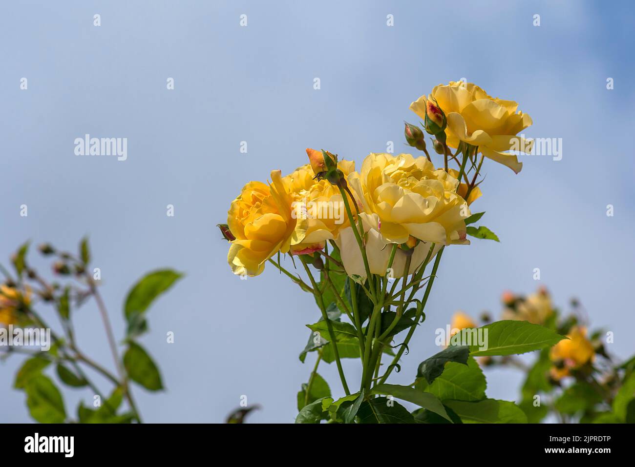 Yellow flowering shrub hi-res stock photography and images - Alamy
