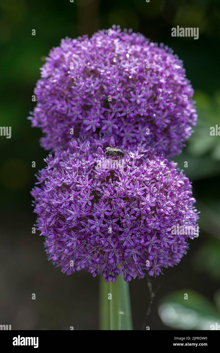 Ornamental garlic hi-res stock photography and images - Alamy