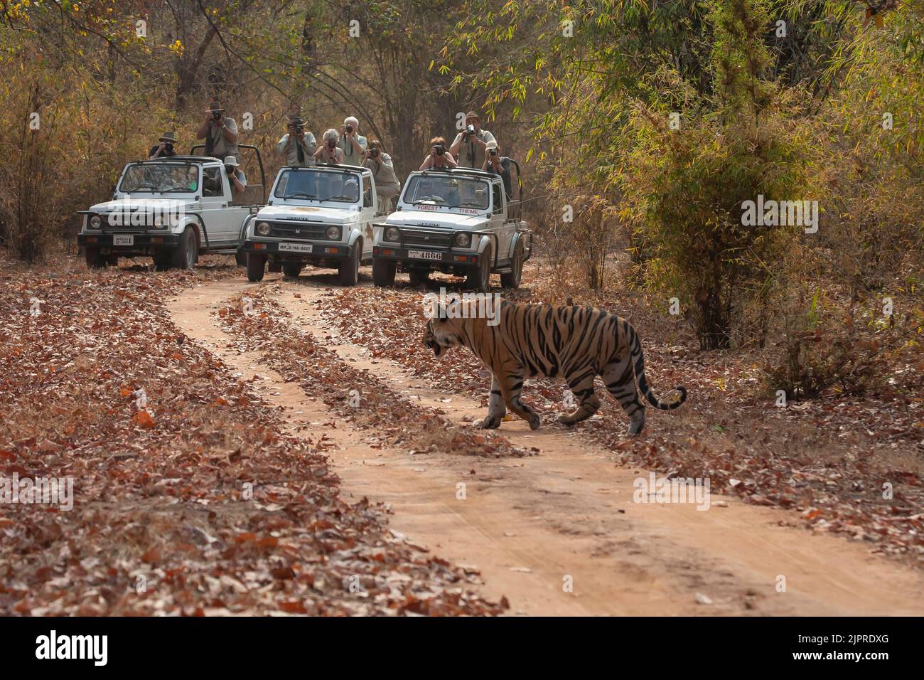 Animal observation forest hi-res stock photography and images - Alamy