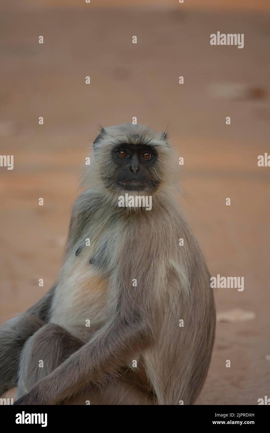 Gray langur (Semnopithecus entellus) monkey adult animal portrait ...