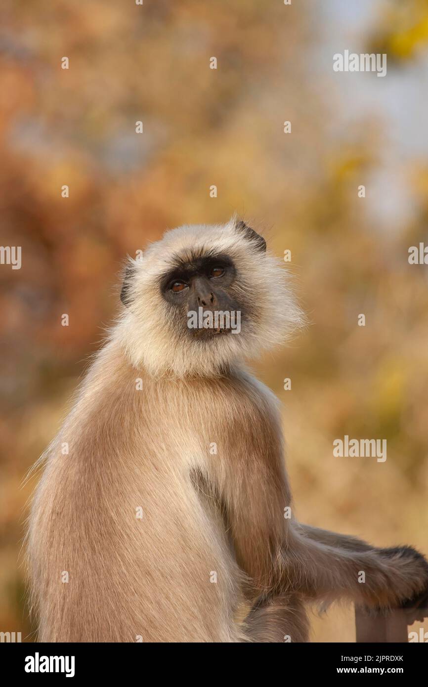 Gray langur (Semnopithecus entellus) monkey adult animal portrait ...