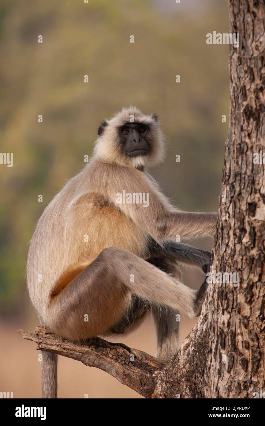 Gray langur (Semnopithecus entellus) monkey adult sitting in a tree ...