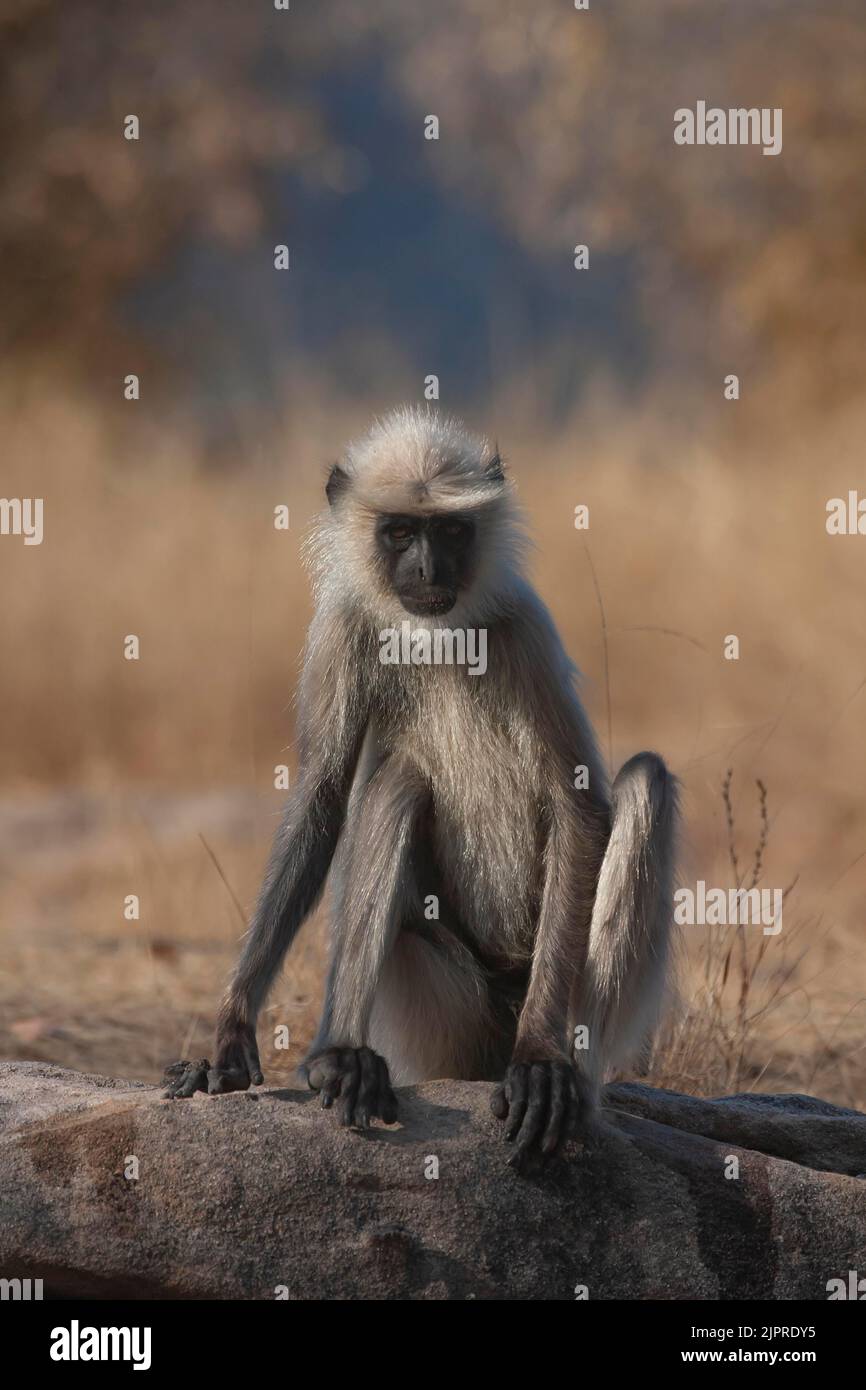 Gray langur (Semnopithecus entellus) monkey adult sitting on a rock ...