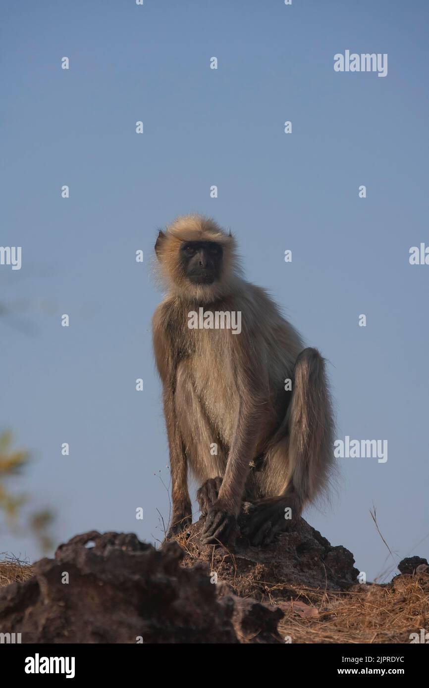 Gray langur (Semnopithecus entellus) monkey adult sitting on a rock ...