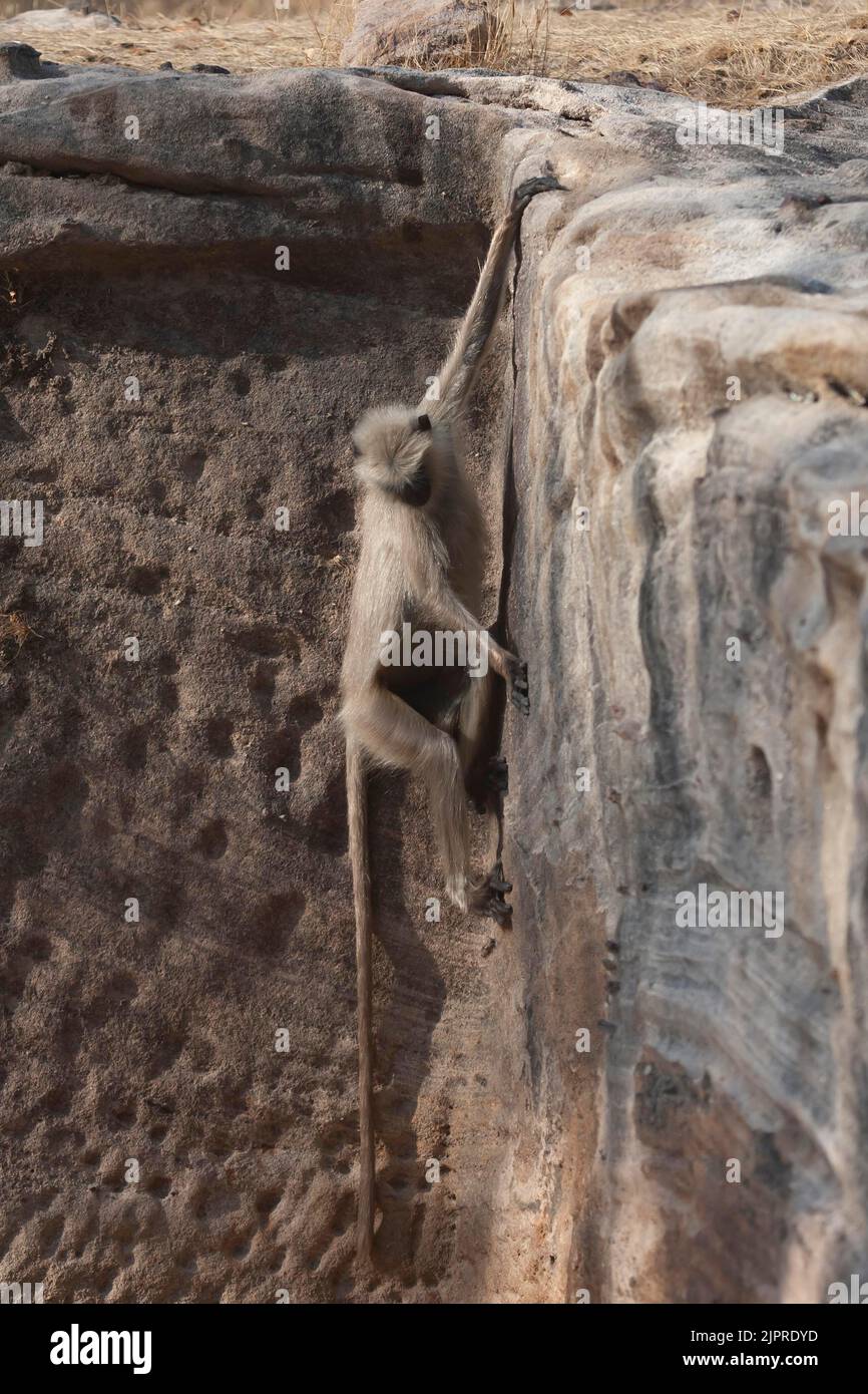 Gray langur (Semnopithecus entellus) monkey adult climbing down a rock ...